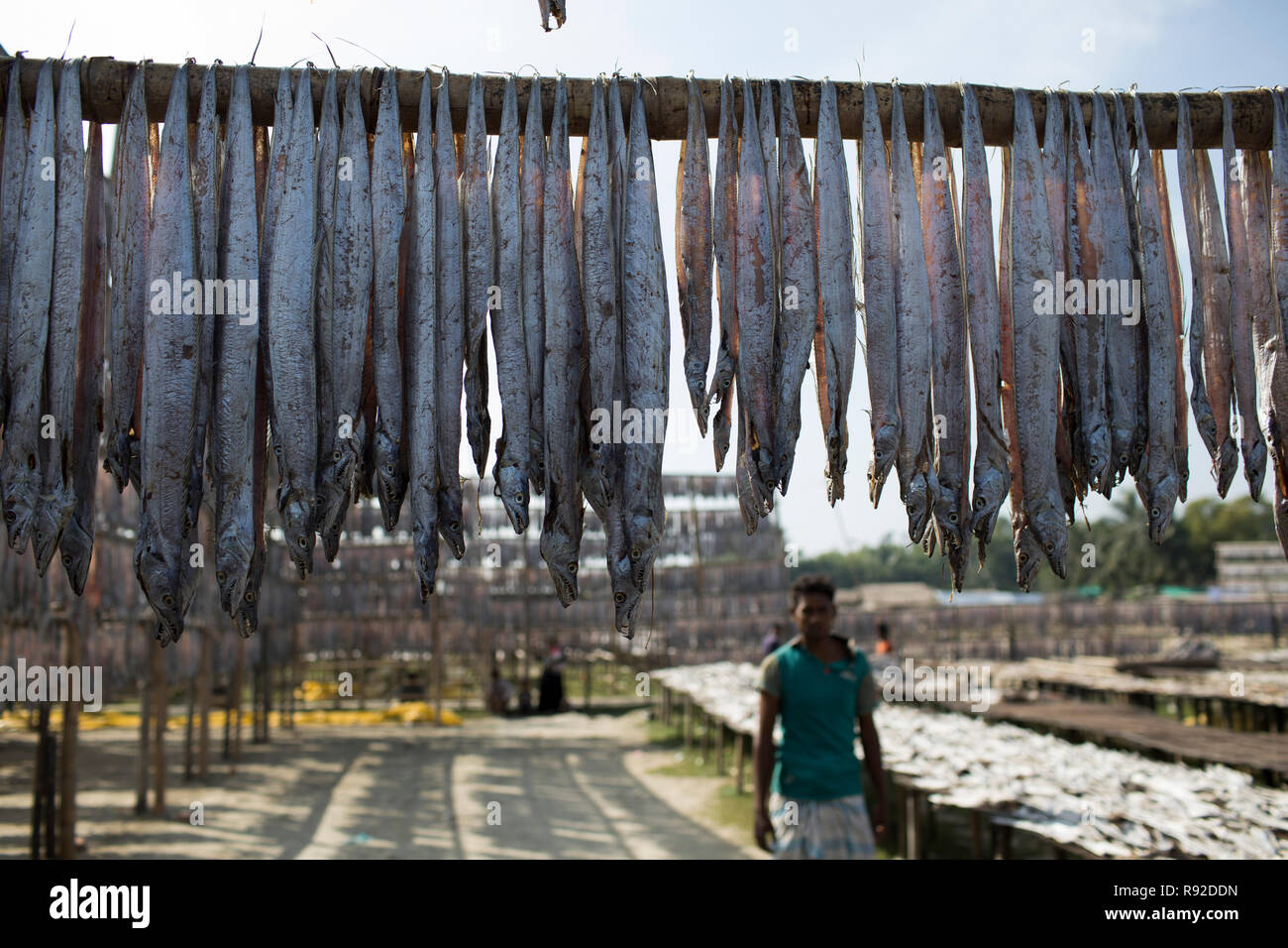 Fishes are hanging to be dried at the Nazirartek Dry Fish Plant in Cox ...