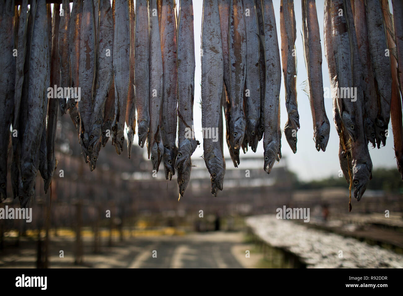 Fishes are hanging to be dried at the Nazirartek Dry Fish Plant in Cox ...