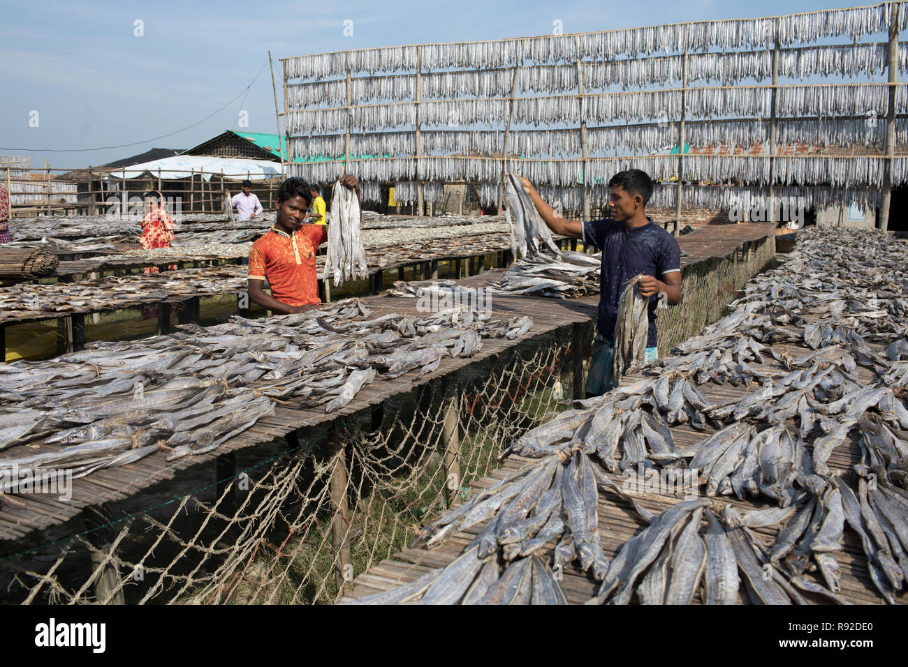 Workers processing fish to be dried at Nazirartek Dry Fish Plant in Cox ...