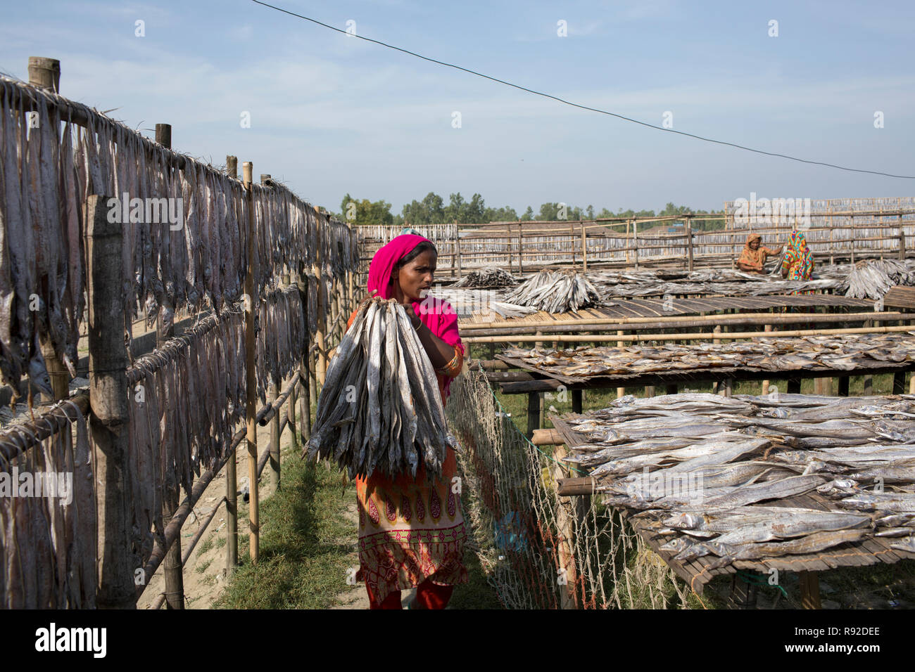 Workers processing fish to be dried at Nazirartek Dry Fish Plant in Cox ...