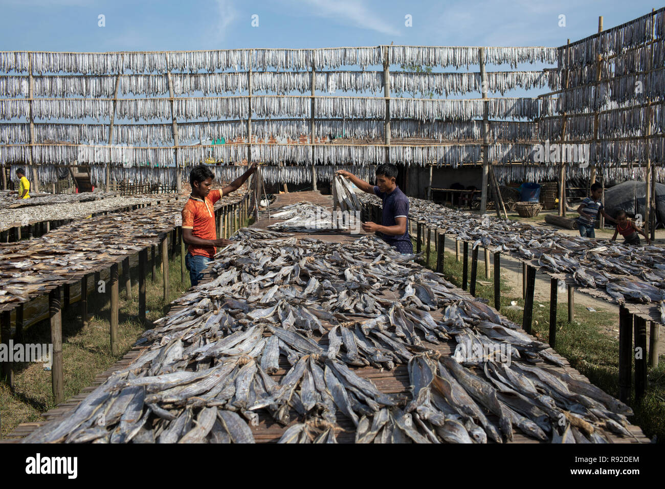 Dried fish processing hi-res stock photography and images - Alamy