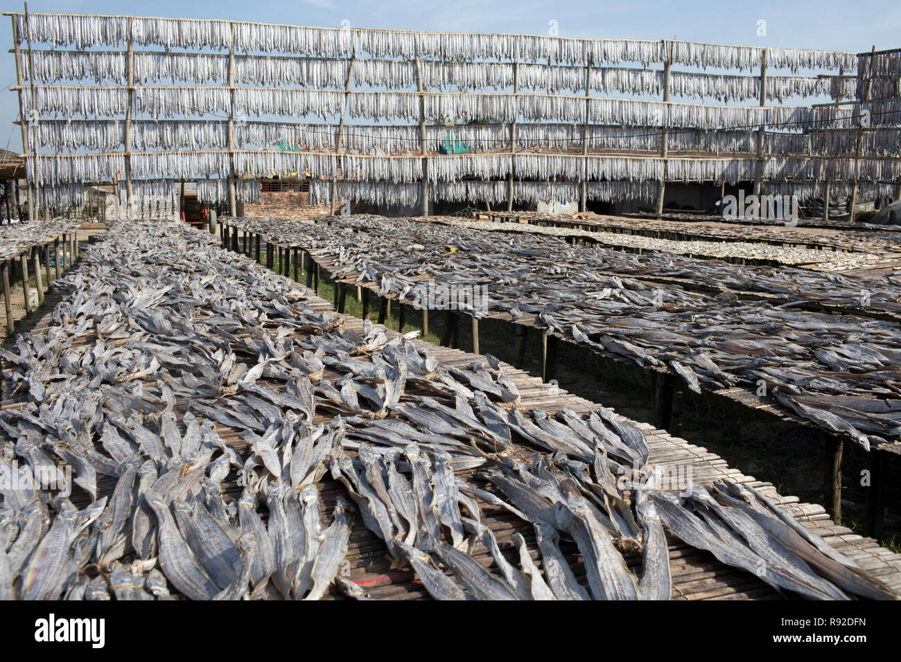 Fishes are hanging to be dried at the Nazirartek Dry Fish Plant in Cox ...