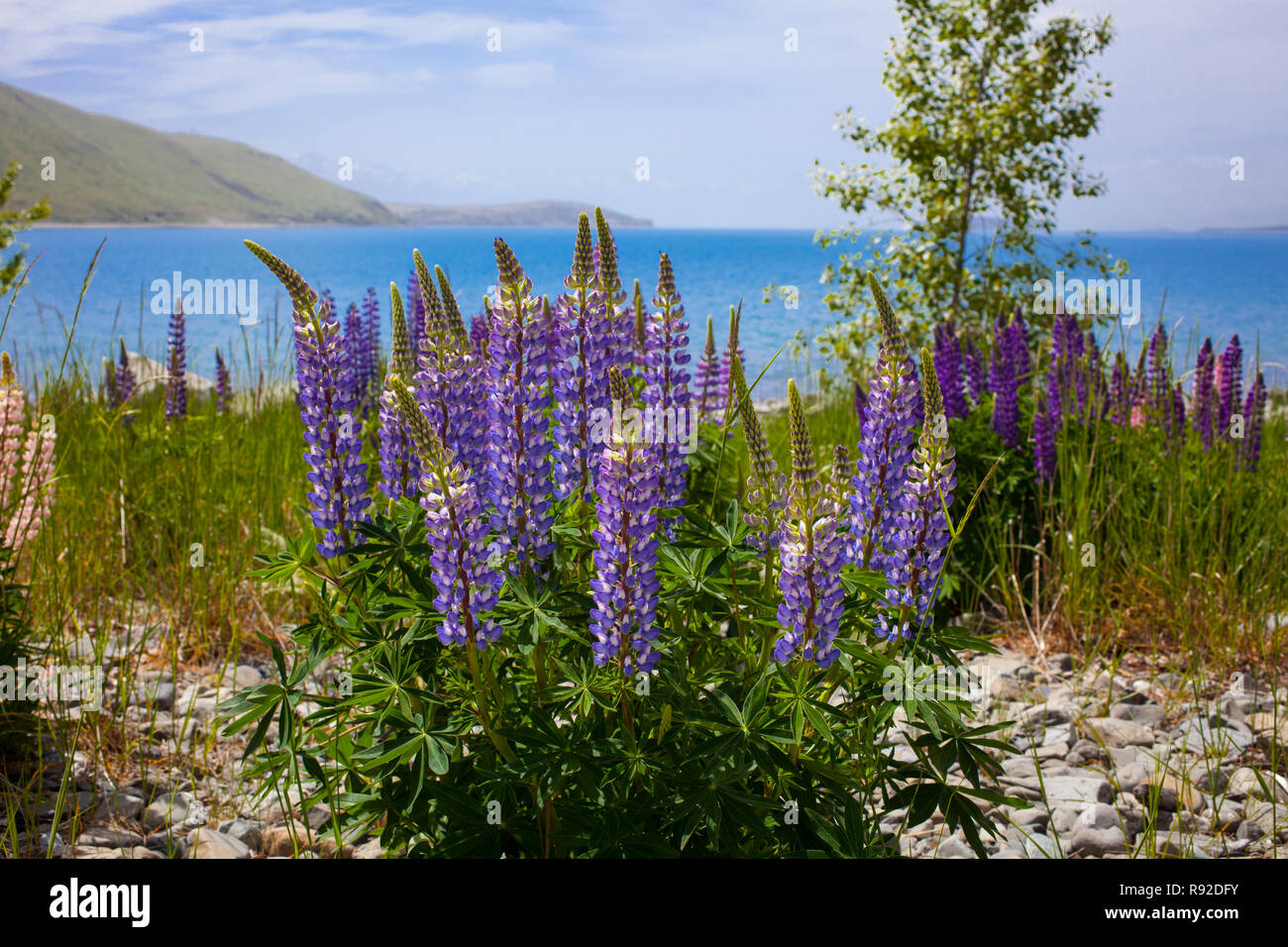 The Scenic MacKenzie District, South Island, New Zealand Stock Photo ...