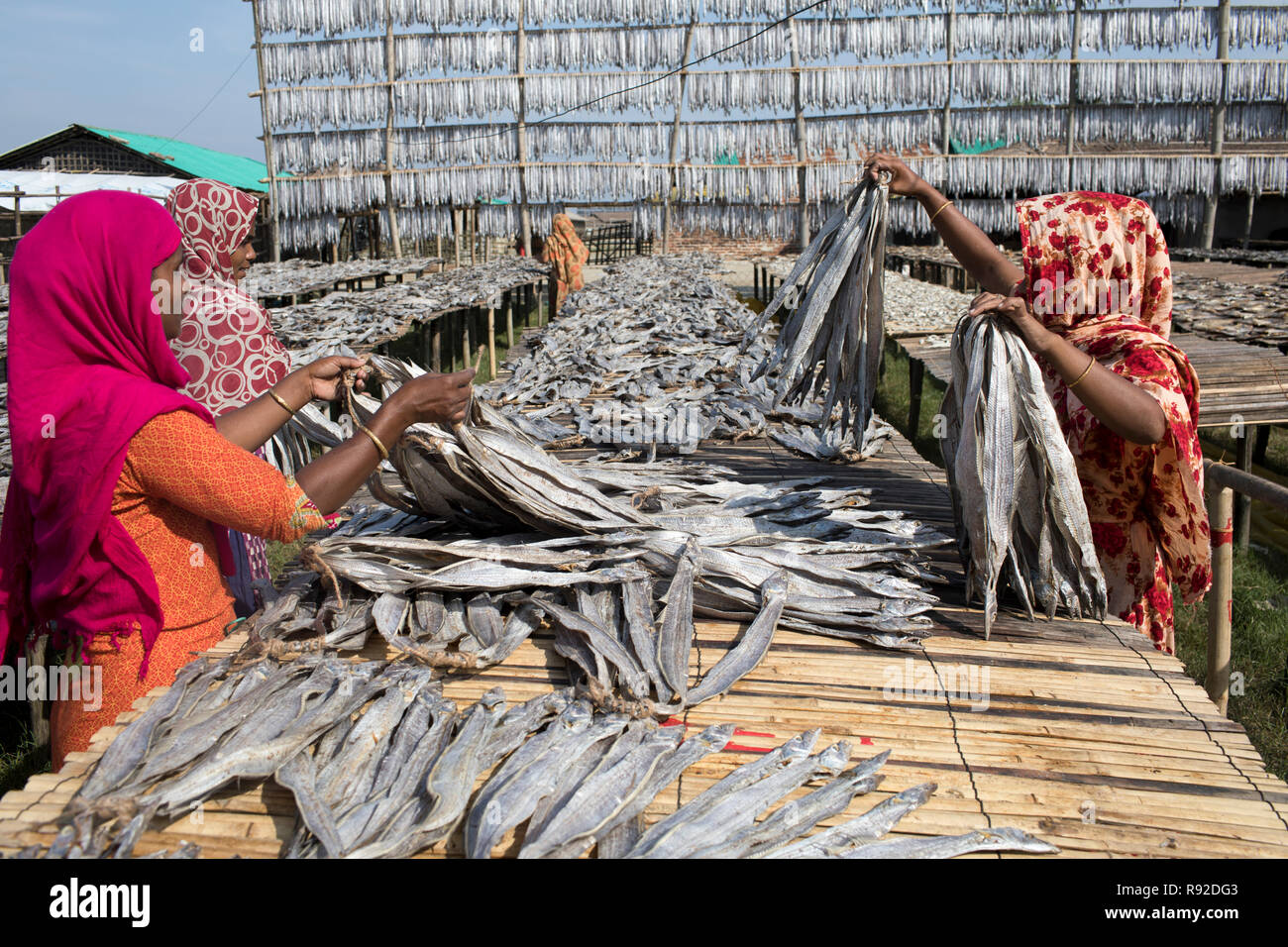 Workers processing fish to be dried at Nazirartek Dry Fish Plant in Cox ...