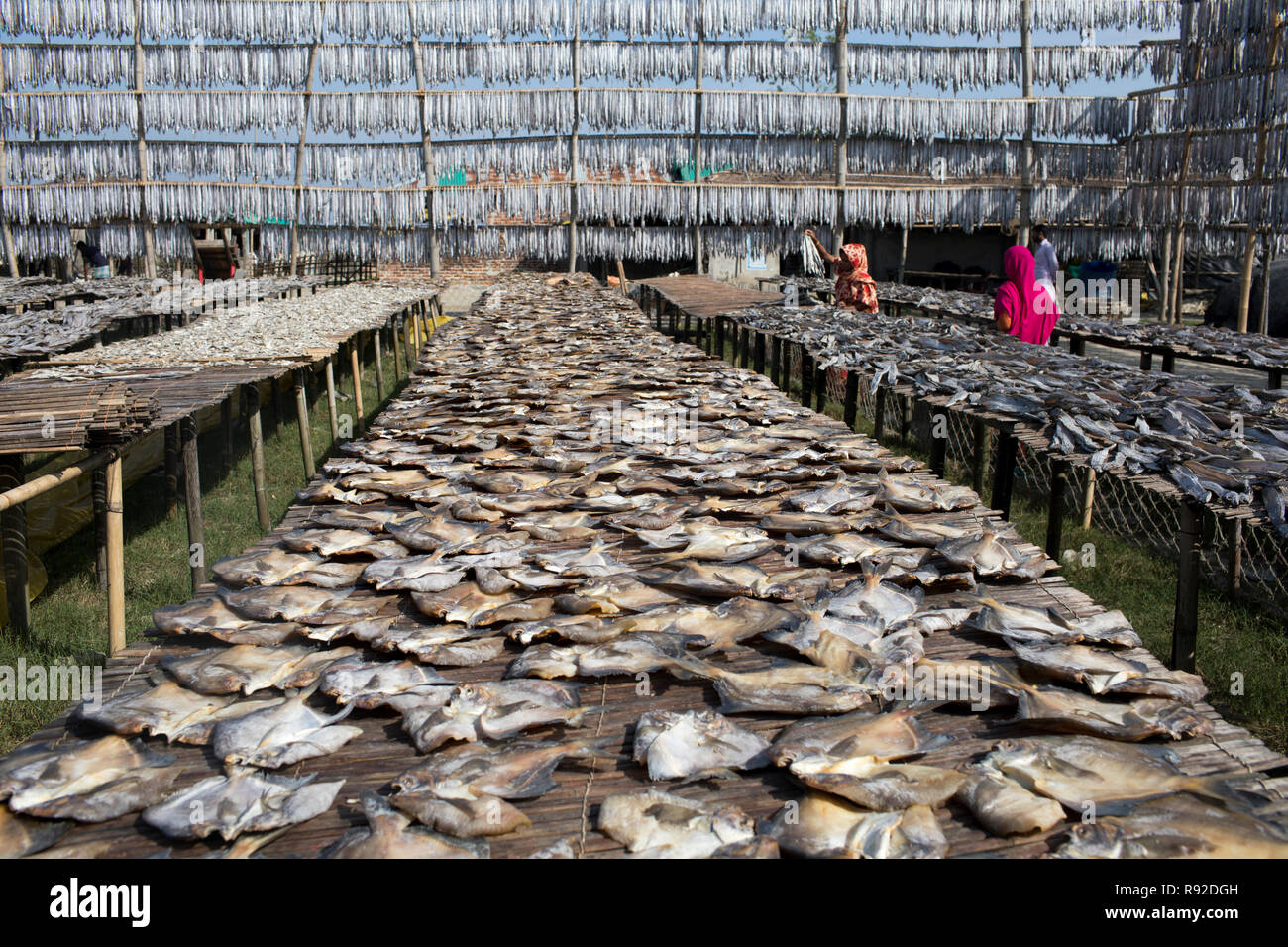 Fishes are hanging to be dried at the Nazirartek Dry Fish Plant in Cox ...