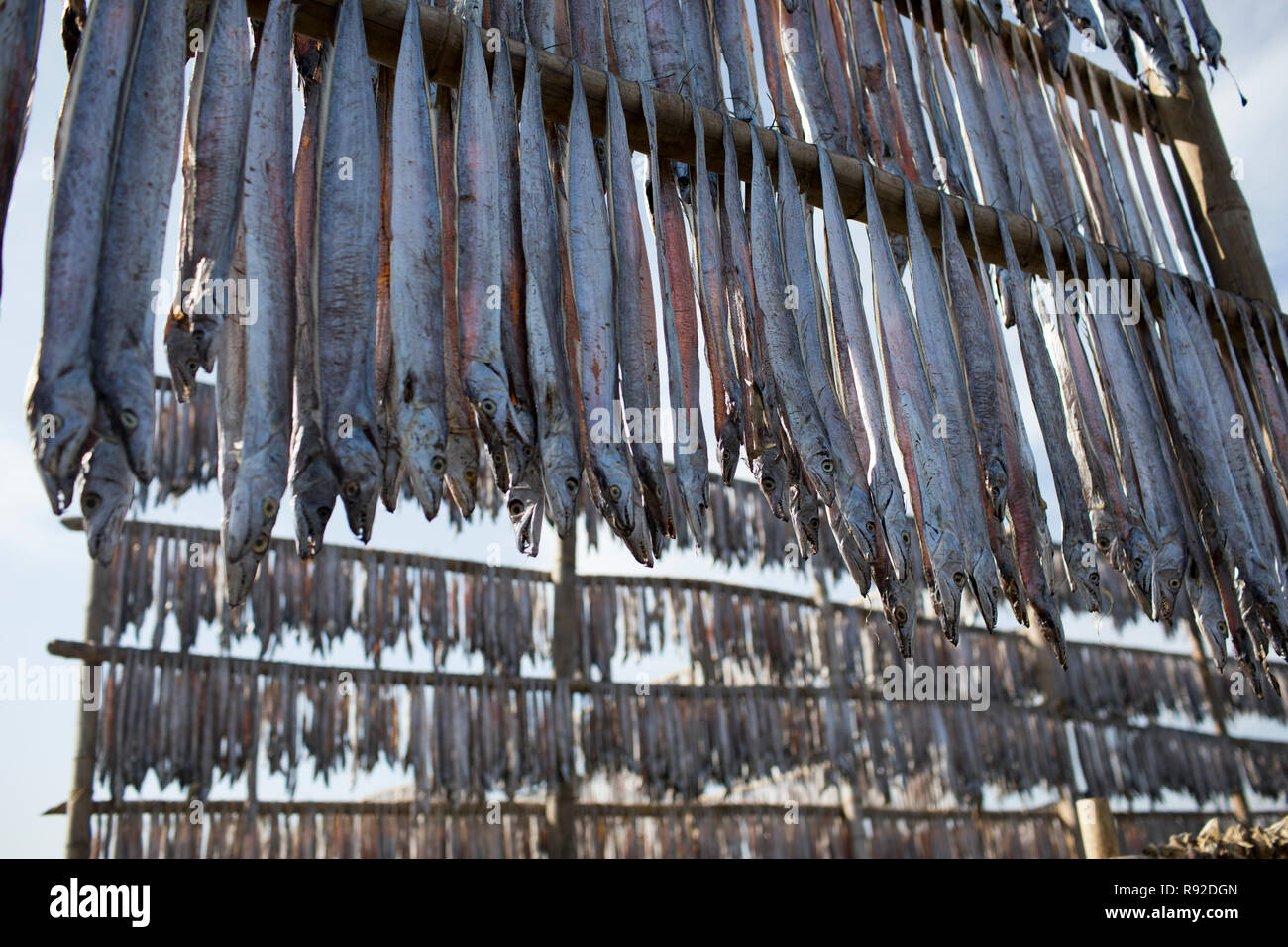 Fishes are hanging to be dried at the Nazirartek Dry Fish Plant in Cox ...
