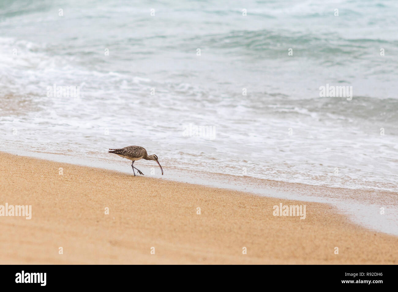 Fauna chile hi-res stock photography and images - Alamy