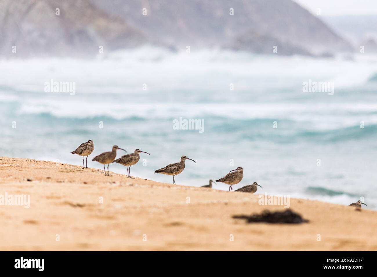 Fauna chile hi-res stock photography and images - Alamy