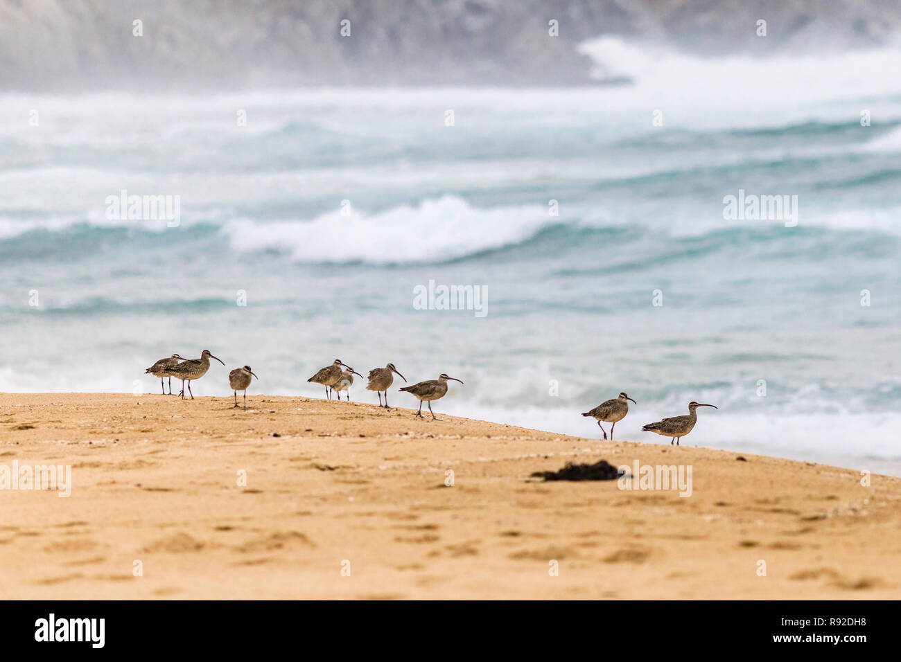 Fauna chile hi-res stock photography and images - Alamy