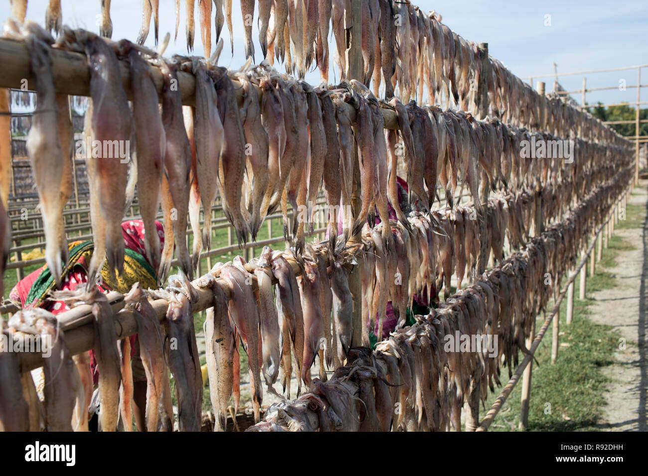 Fishes are hanging to be dried at the Nazirartek Dry Fish Plant in Cox ...