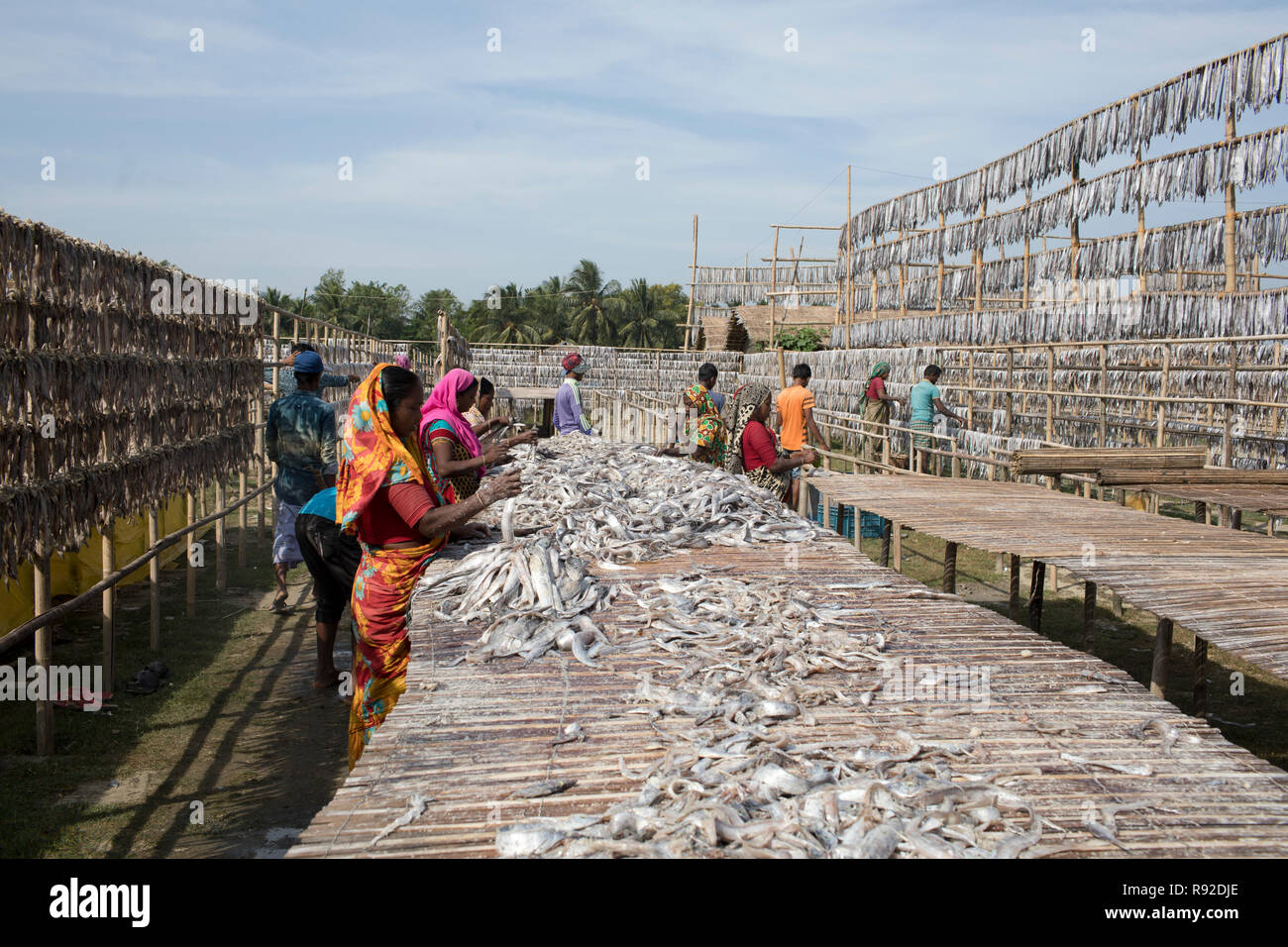 Workers processing fish to be dried at Nazirartek Dry Fish Plant in Cox ...