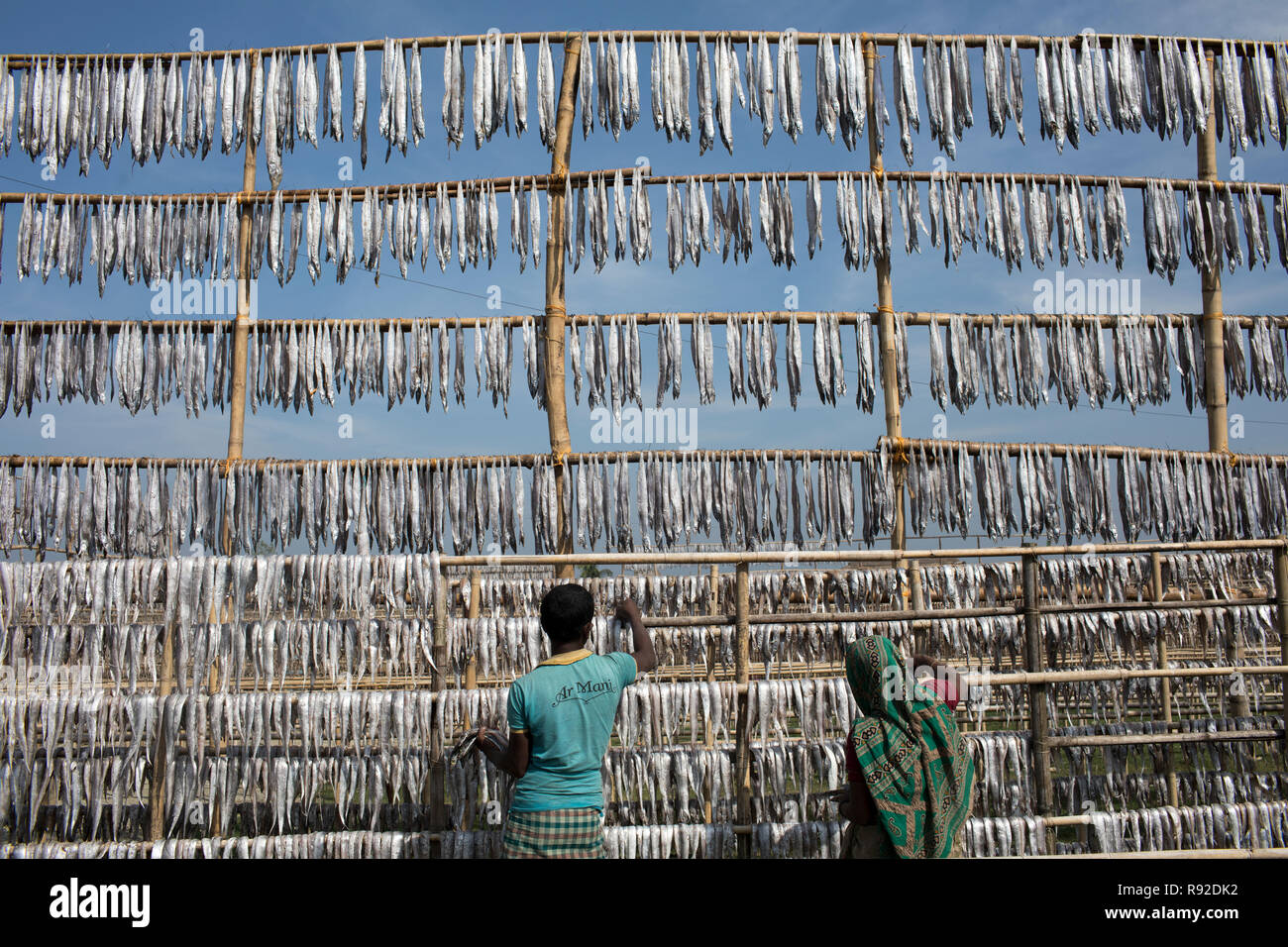 Fishes are hanging to be dried at the Nazirartek Dry Fish Plant in Cox ...