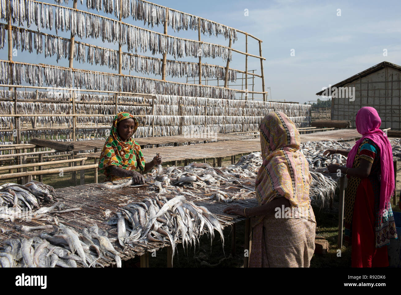 Workers processing fish to be dried at Nazirartek Dry Fish Plant in Cox ...