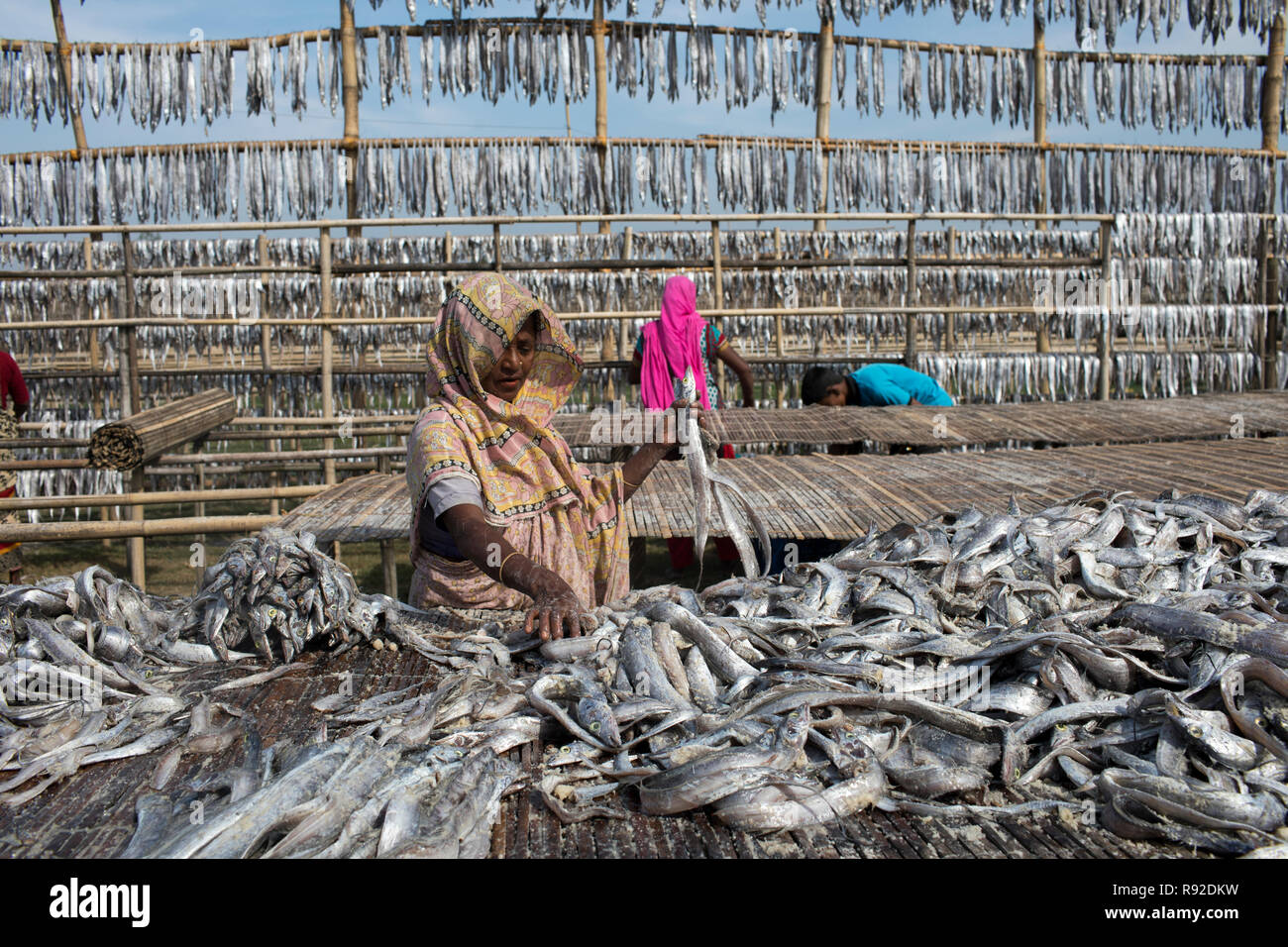 Workers processing fish to be dried at Nazirartek Dry Fish Plant in Cox ...