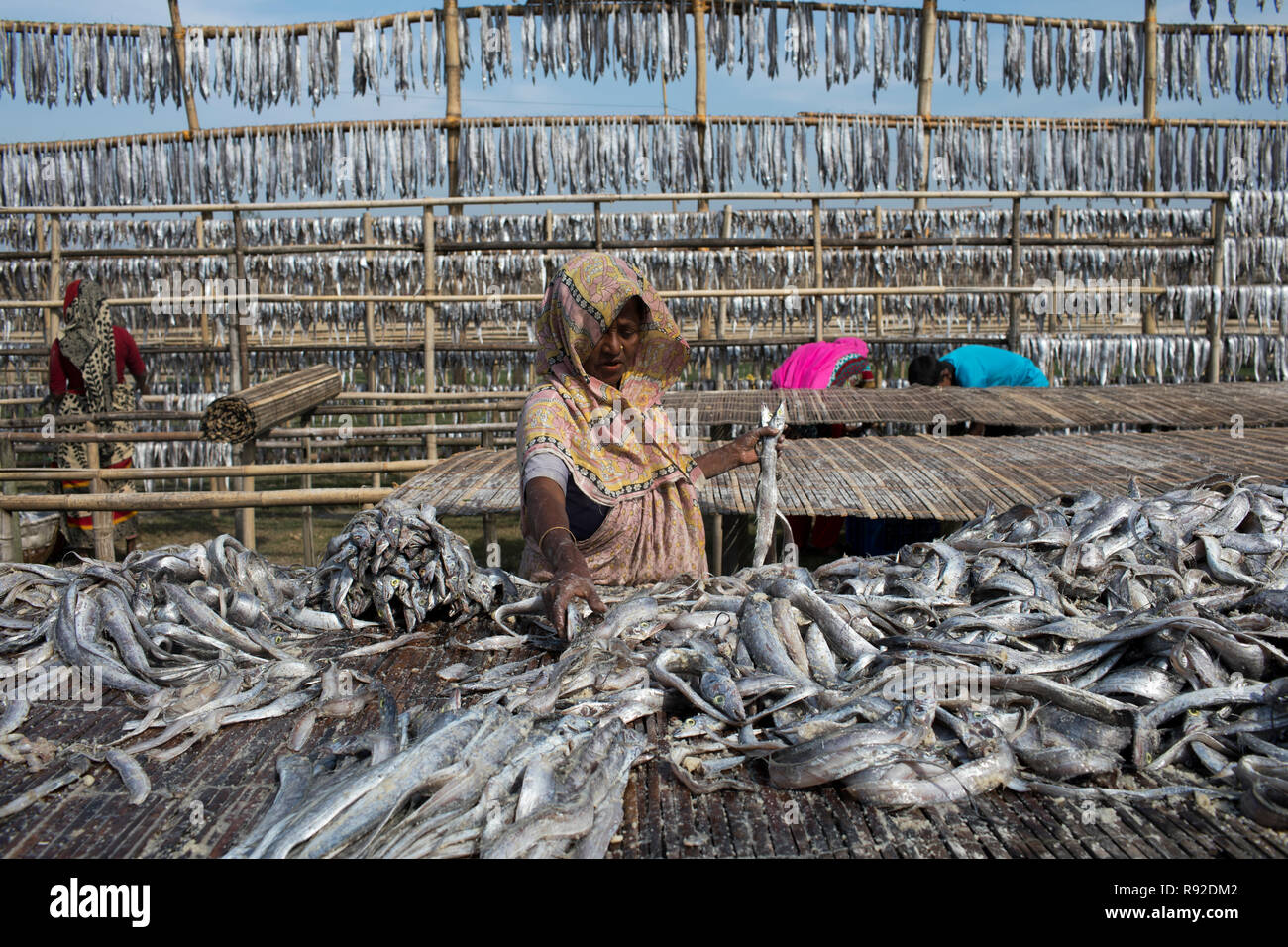 Workers processing fish to be dried at Nazirartek Dry Fish Plant in Cox ...