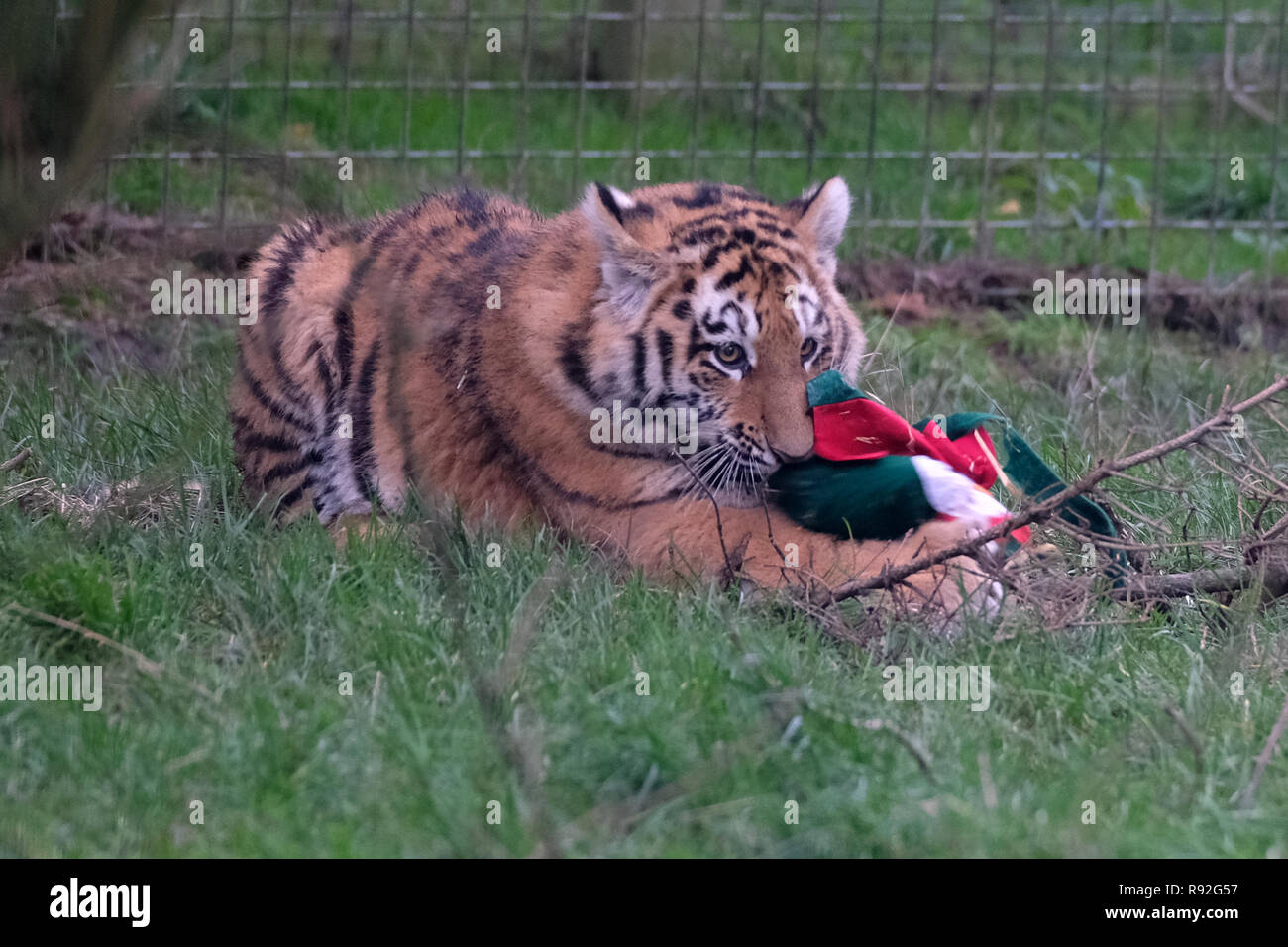 Scented cubs hi-res stock photography and images - Alamy