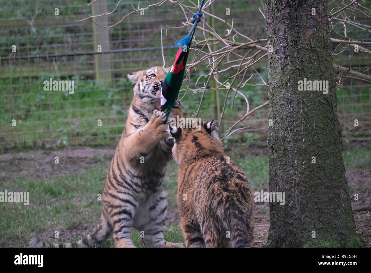 ZSL Whipsnade: Bedfordshire. UK 18th December 2018. Six month old Amur ...