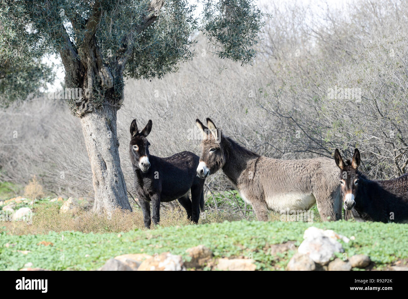 Didim, Turkey. 12th Dec, 2018. Donkeys are standing in the nature park ...