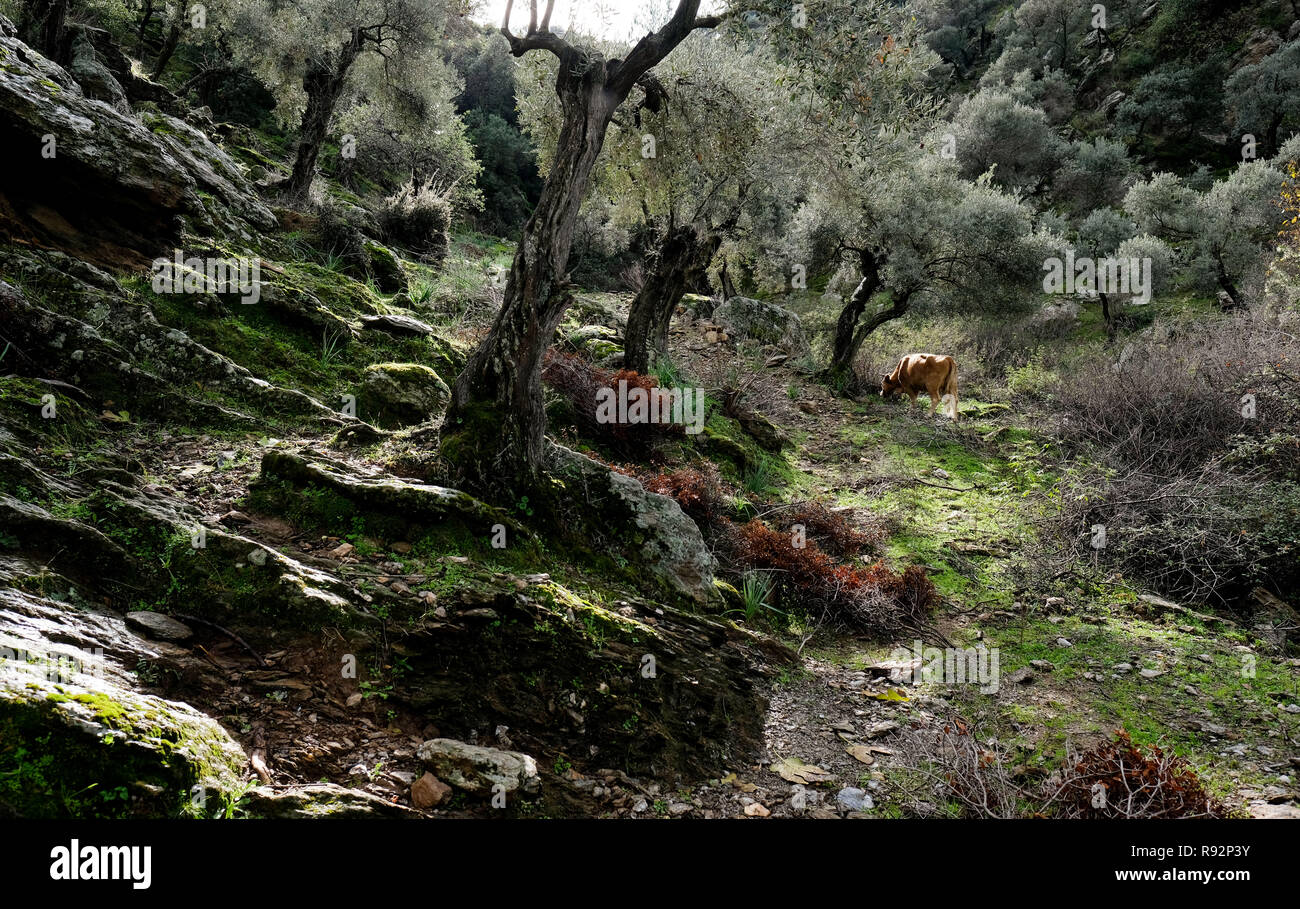 Turkey olive trees cow hi-res stock photography and images - Alamy