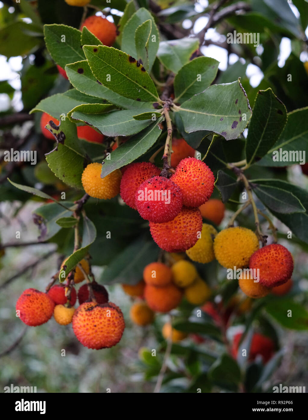 Izmir, Turkey. 14th Dec, 2018. Fruits hang on the western strawberry ...