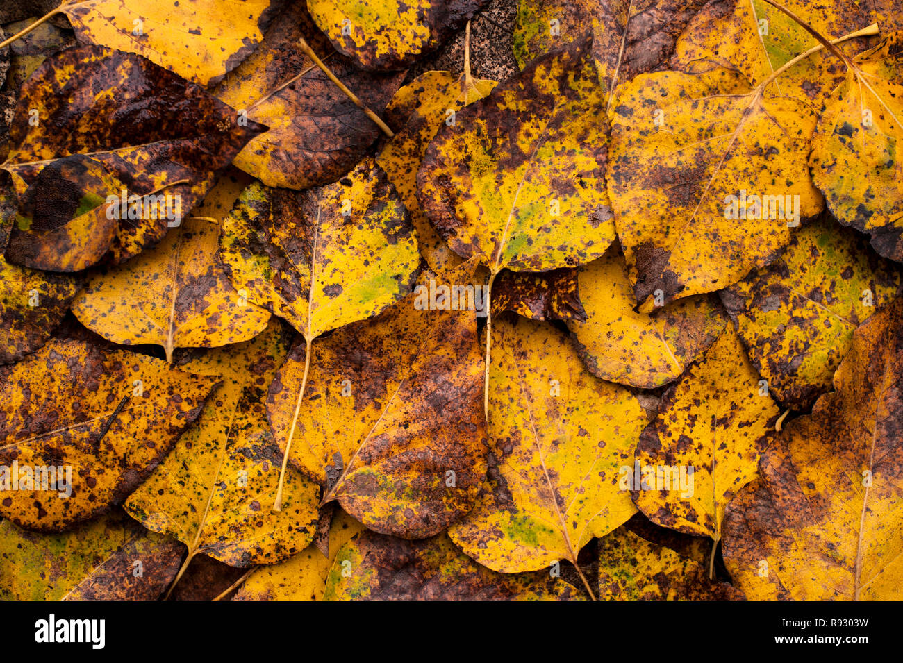 Autumn leaves on forest floor with nature patterns Stock Photo - Alamy