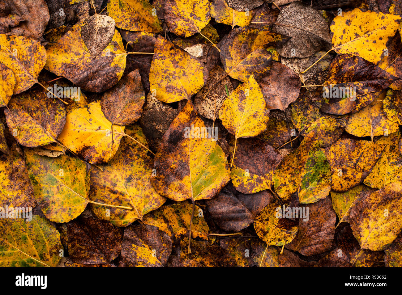 Autumn leaves on forest floor with nature patterns Stock Photo - Alamy