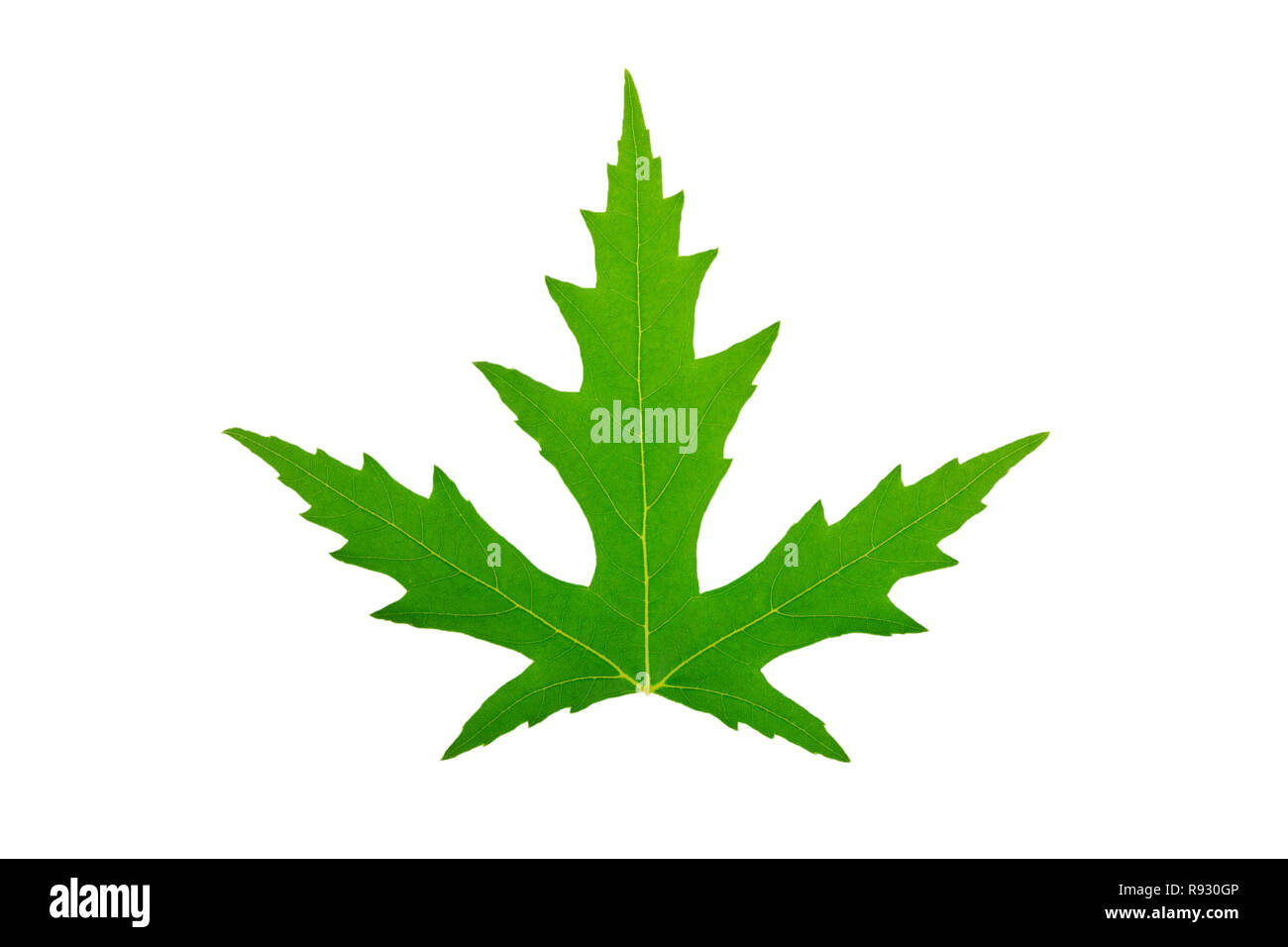 one green maple leaf isolated on white background Stock Photo - Alamy