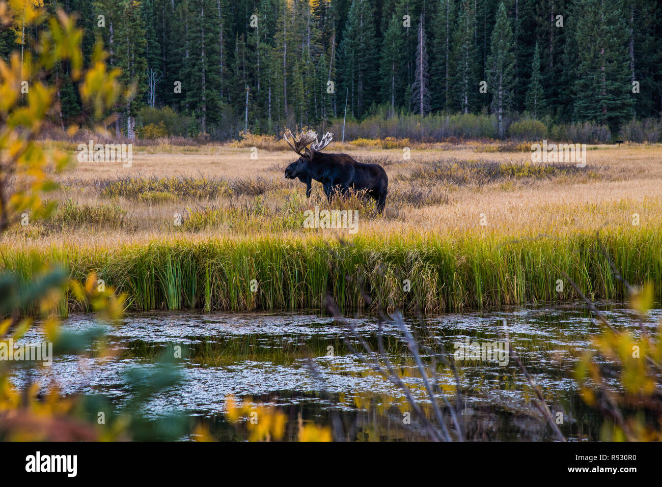 Meadow colors hi-res stock photography and images - Alamy