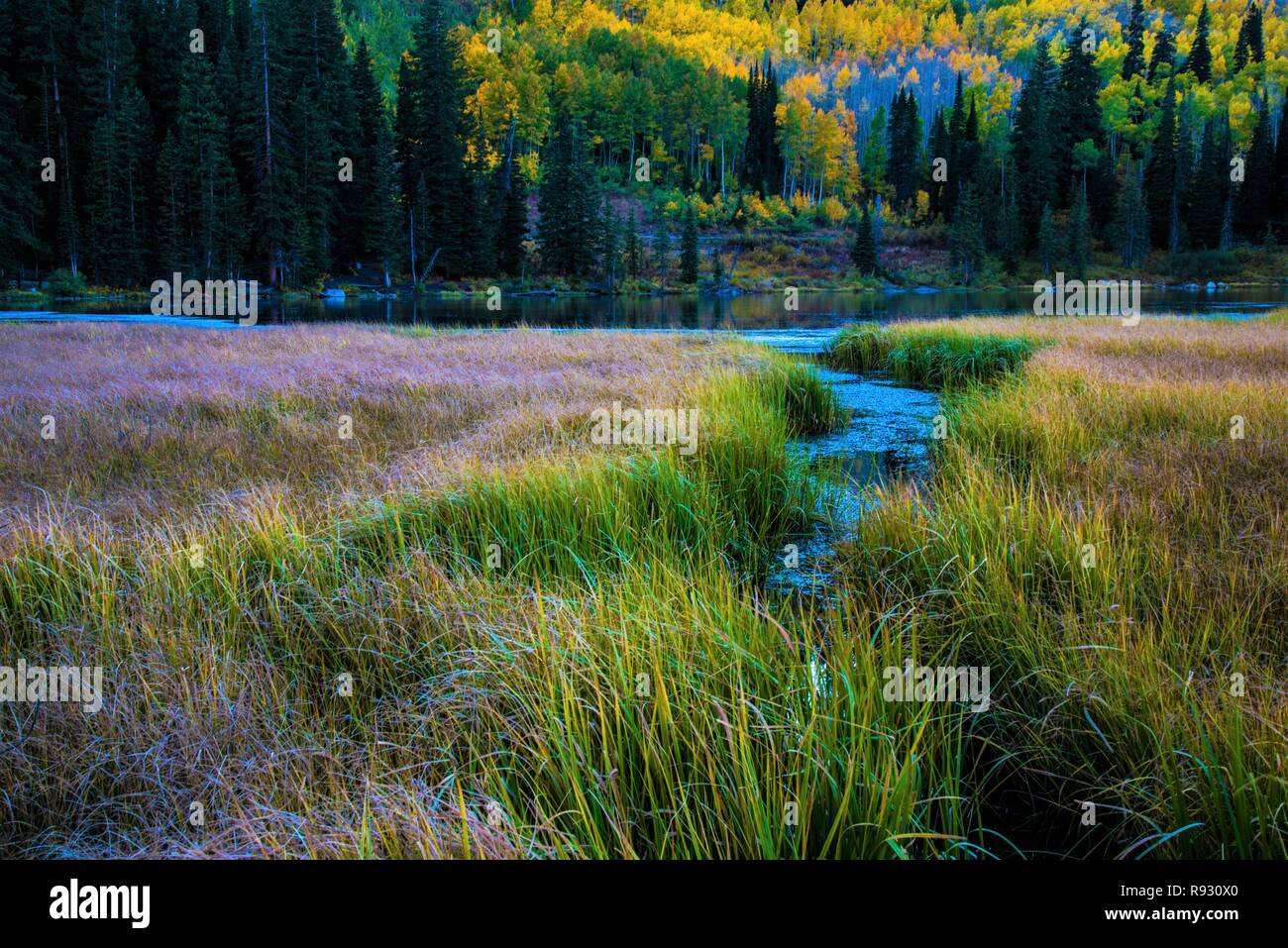 Golden colors in meadow hi-res stock photography and images - Alamy