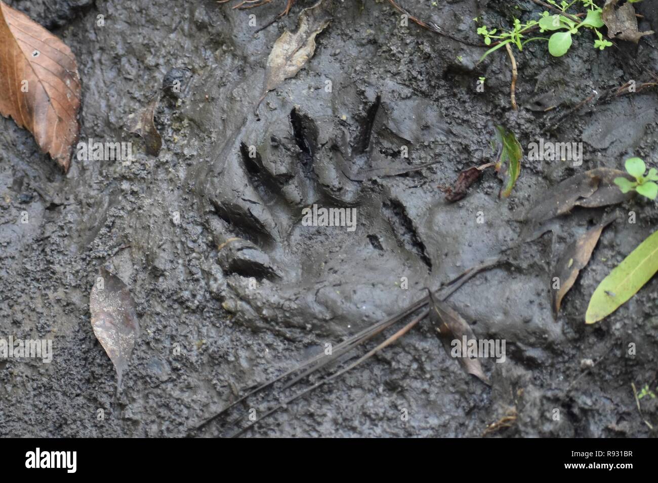 Animals footprints mud hi-res stock photography and images - Alamy