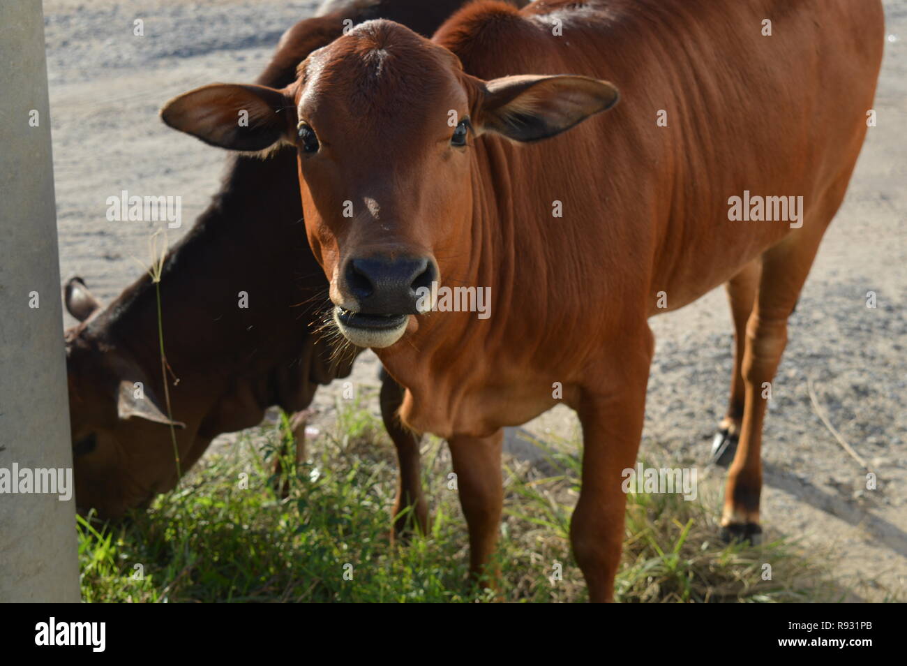 Cow roaming hi-res stock photography and images - Alamy
