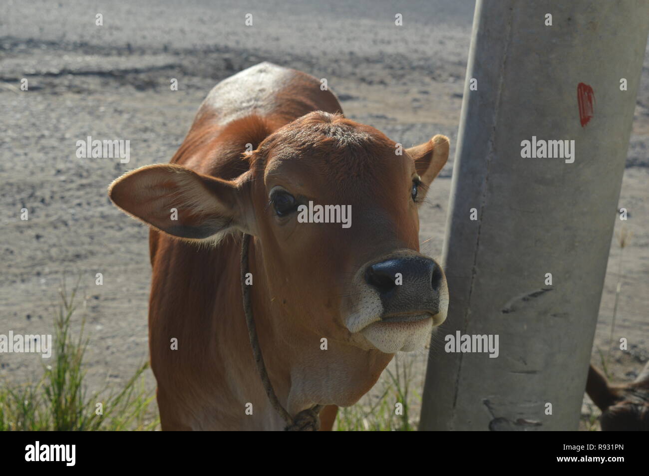 Vietnamese cow hi-res stock photography and images - Alamy