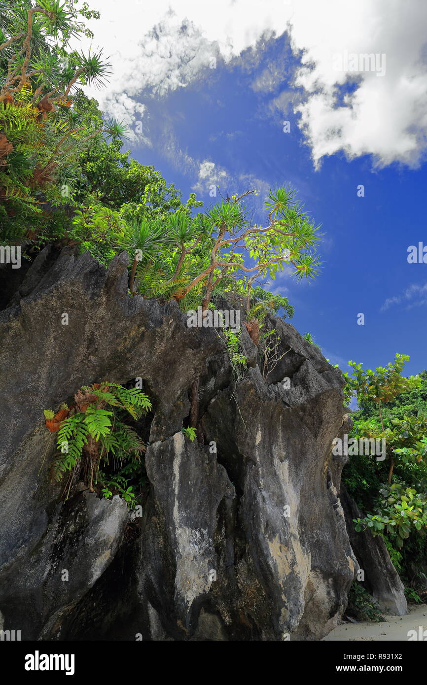 Pine tree growing on beach hi-res stock photography and images - Alamy