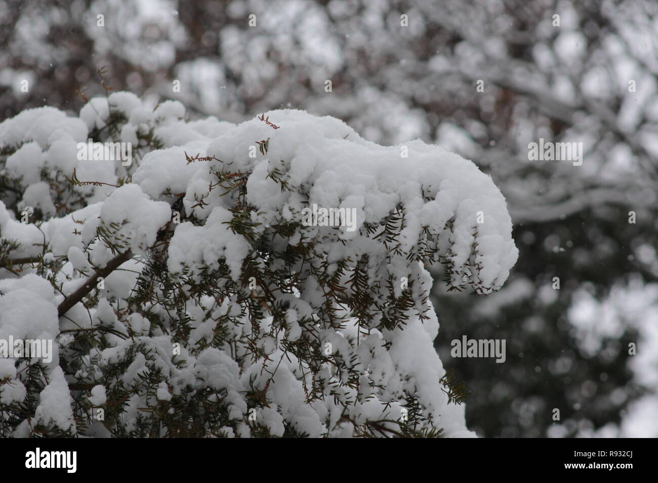 Snow in the tree Stock Photo - Alamy