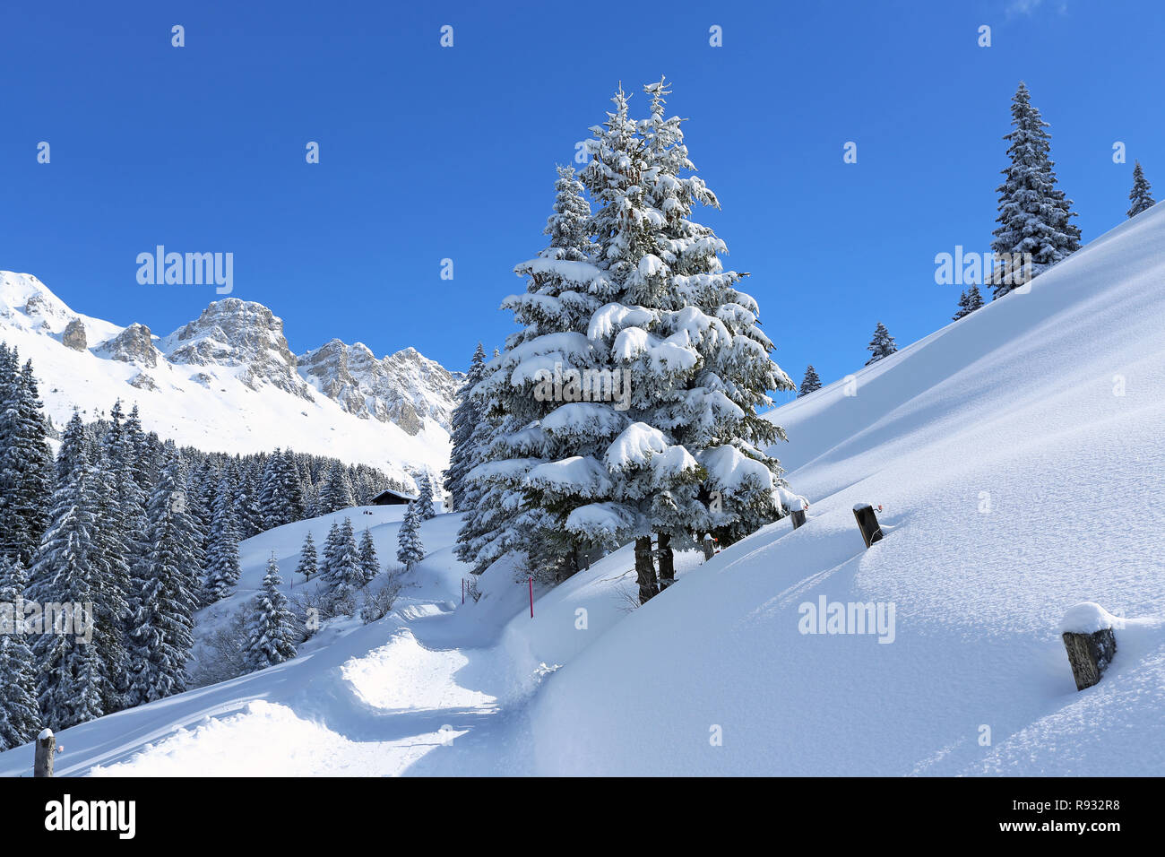 Snow winter landscape fir tree hi-res stock photography and images - Alamy