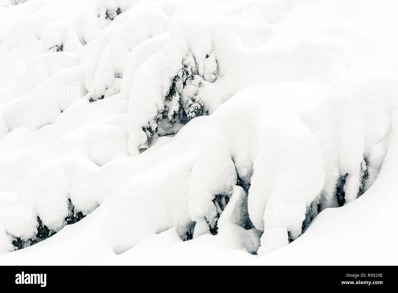 Winter forest, white trees inspiring landscape. Deep powder snow on ...