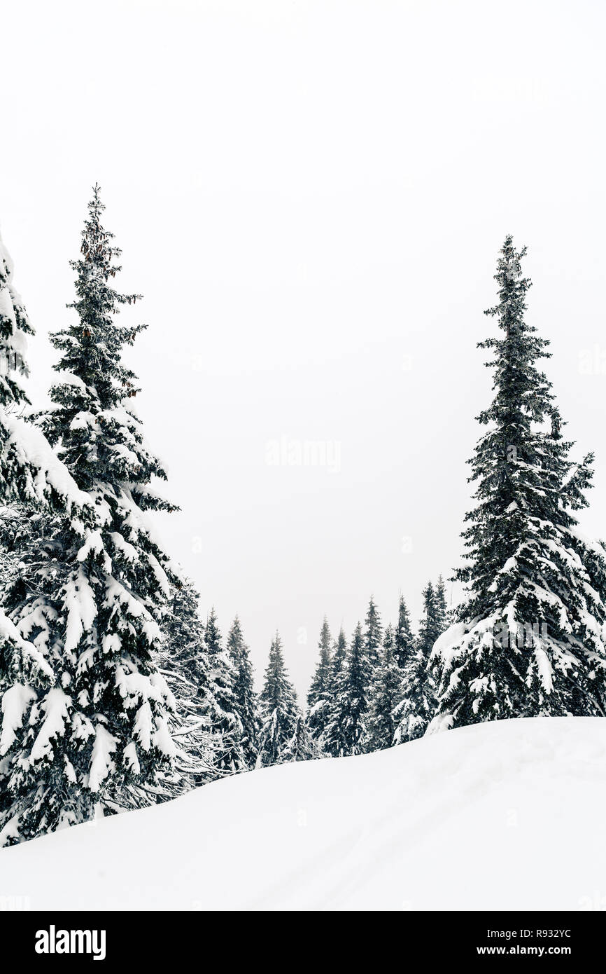 Winter forest, white trees inspiring landscape. White road or footpath ...