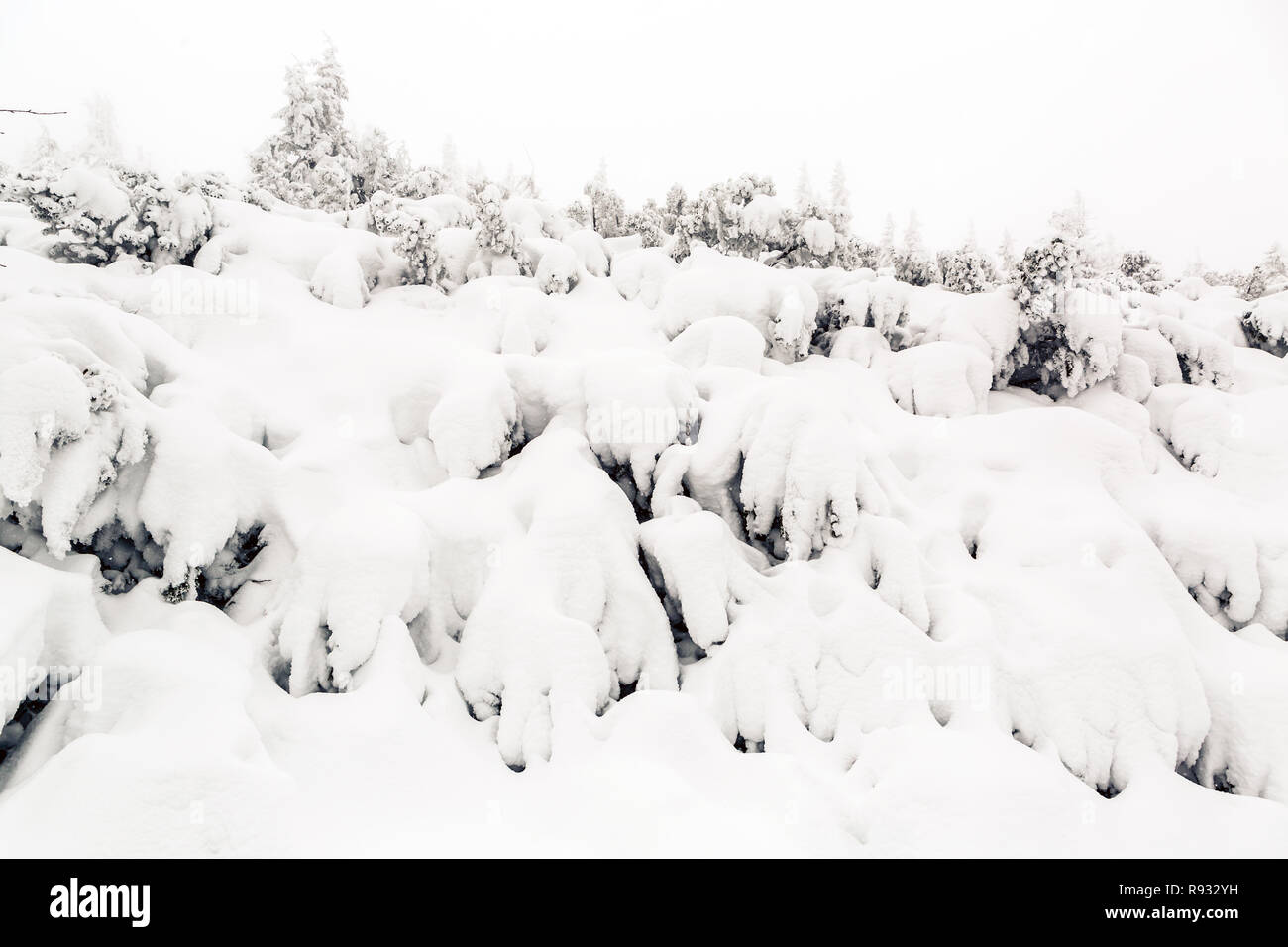 Winter forest, white trees inspiring landscape. Deep powder snow on ...