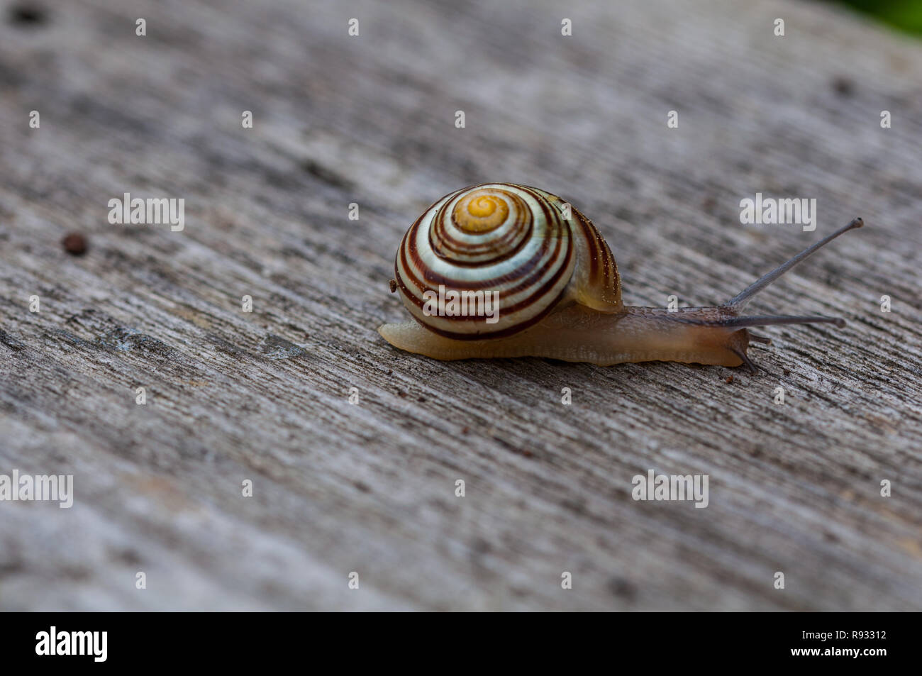 land snail on it's way Stock Photo - Alamy