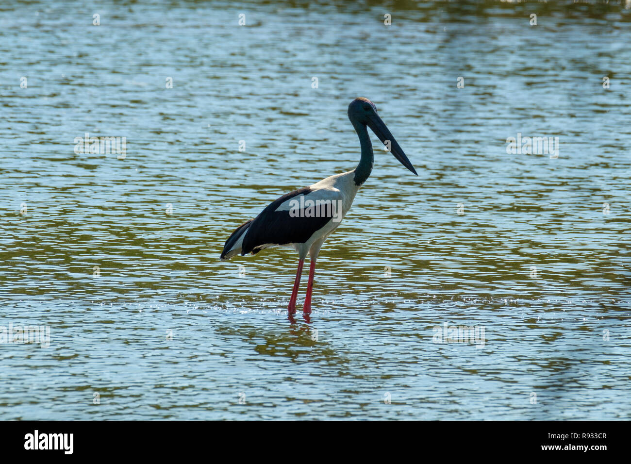 Jabiru island hi-res stock photography and images - Alamy