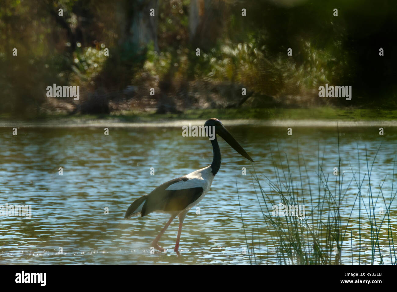 Jabiru - At Buckleys Hole Conservation Park, Bribie Island Stock Photo ...