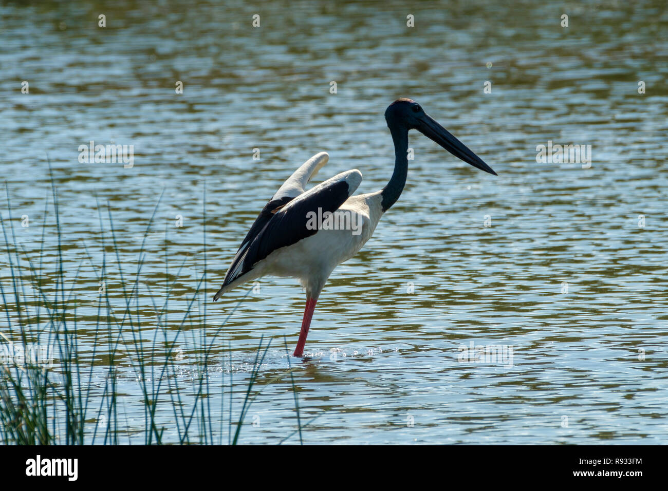 Jabiru island hi-res stock photography and images - Alamy