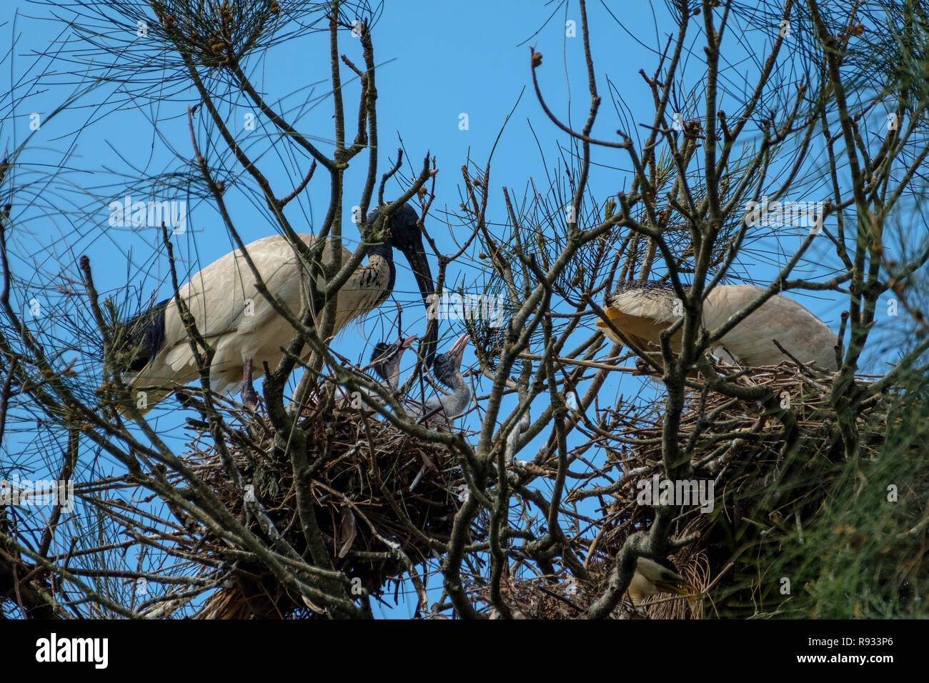 Ibis chick hi-res stock photography and images - Alamy