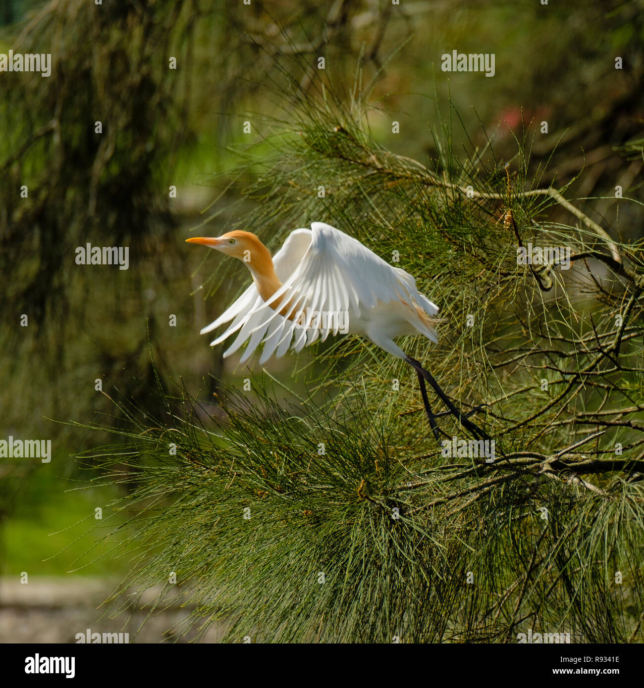 Australian egrets hi-res stock photography and images - Alamy
