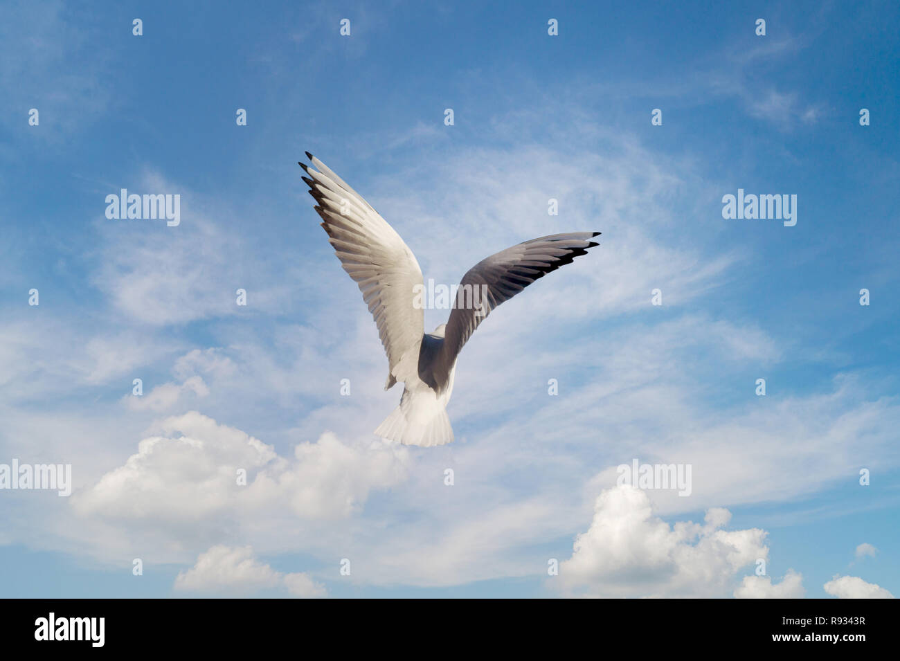 Free Fly Like A Bird