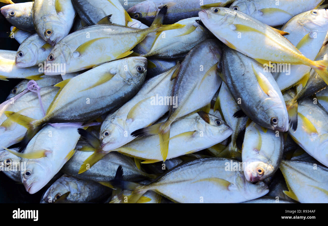 Fresh fish at the Mutrah fish market in Oman Stock Photo - Alamy