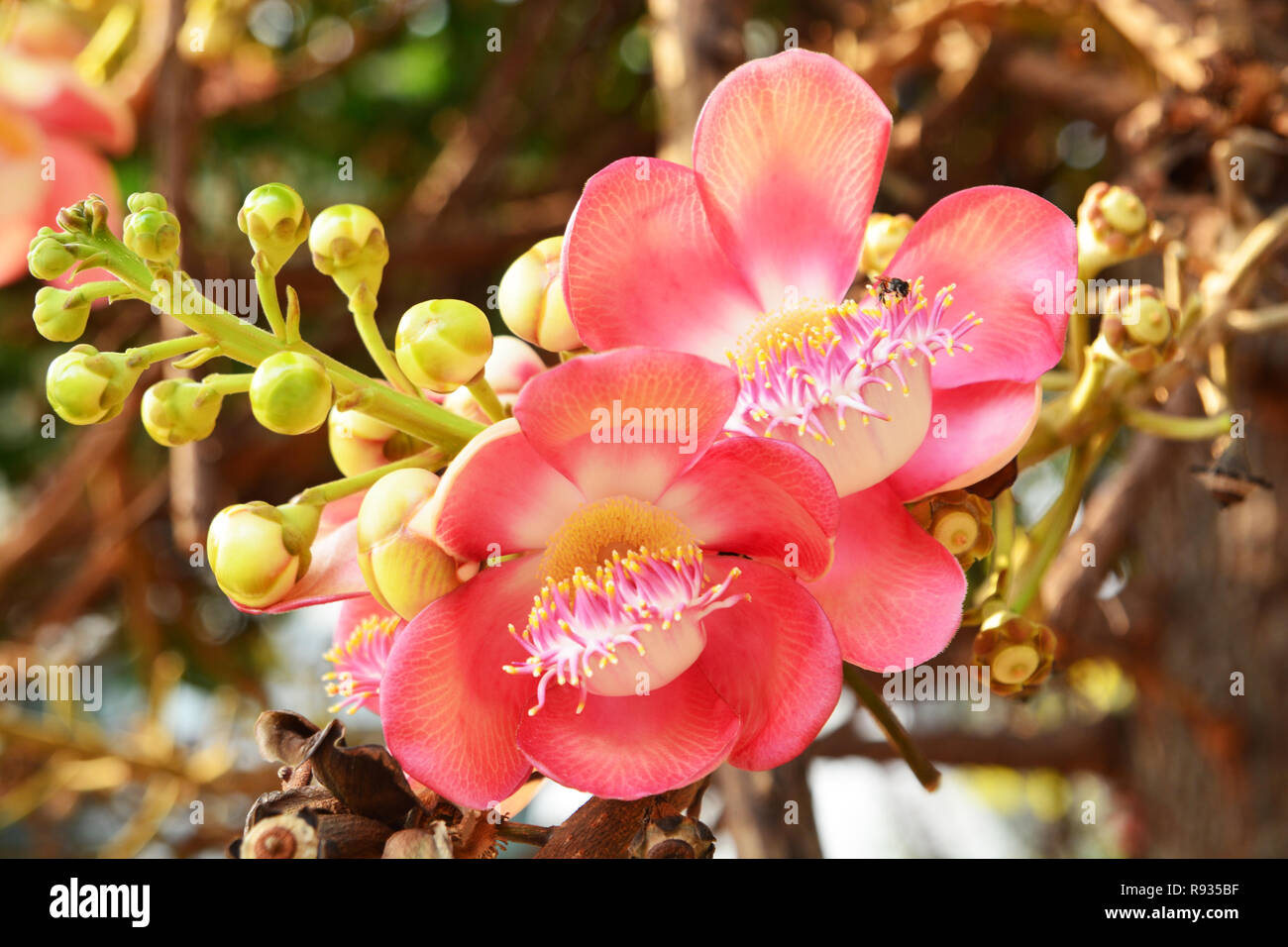 Close Sal flowers blooming beautiful background blur, a flower of ...