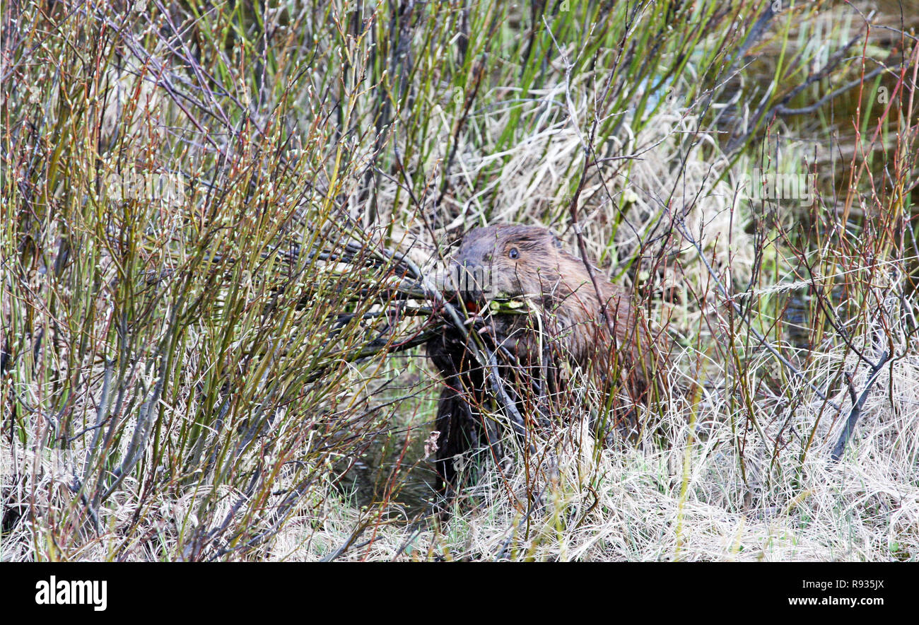 Beaver eating hi-res stock photography and images - Alamy
