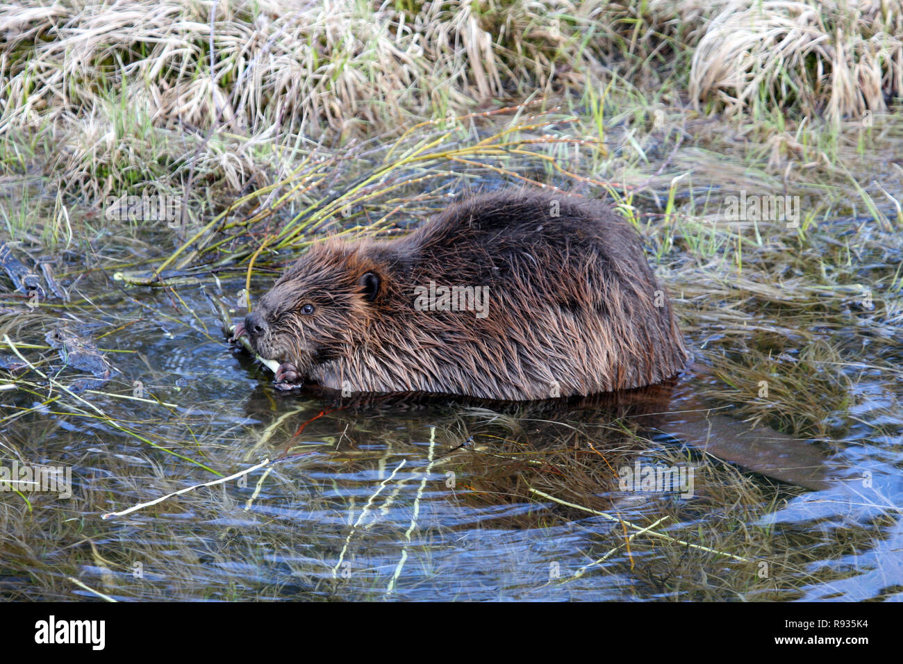 Beaver eating hi-res stock photography and images - Alamy