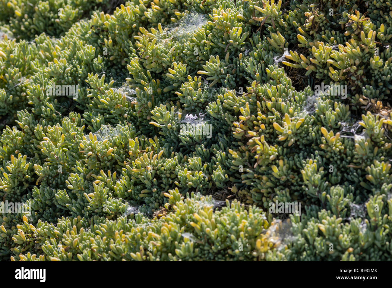 A textured green floral pattern with spider webs inside the Atacama ...